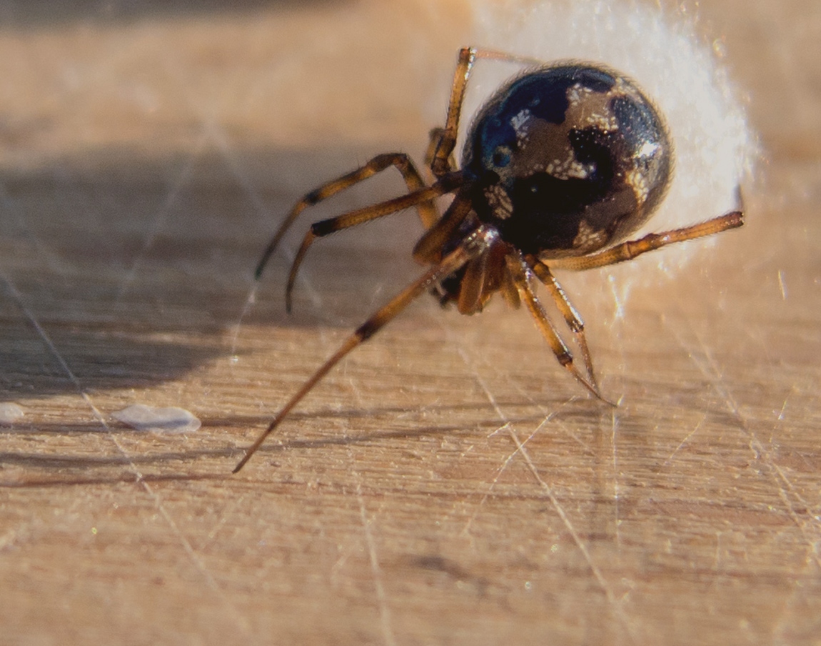 Cobweb Spiders - SpiderSpotter Cobweb Spiders - SpiderSpotter